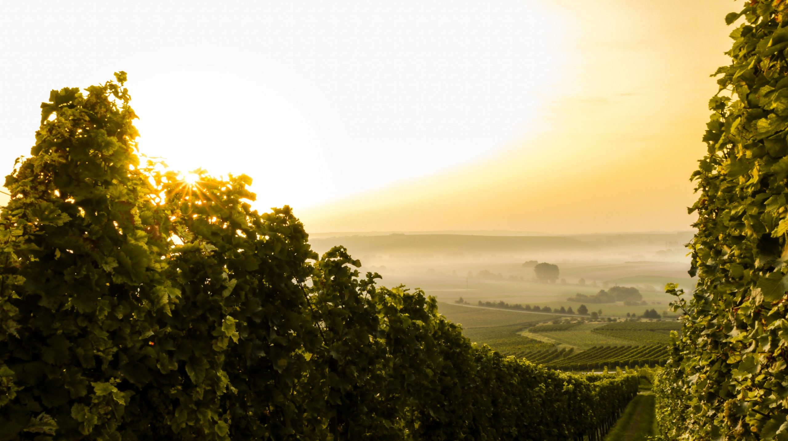 Wild Steps Wine - About Us